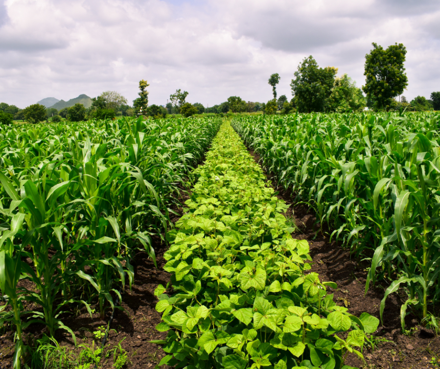 Crop Planning: Prevent Pests and Disease - AgSquared